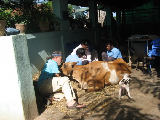 Rescue,Love,Save-1000's of Suffering Animals.India - GlobalGiving