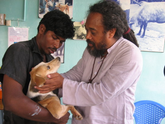 Rescue,Love,Save-1000's of Suffering Animals.India - GlobalGiving