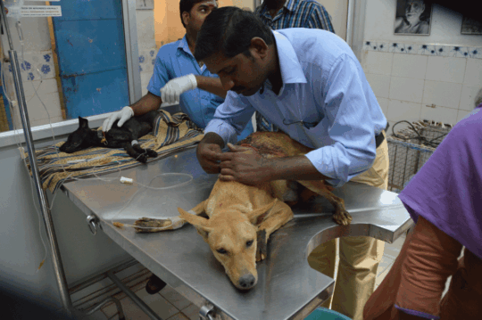 Rescue,Love,Save-1000's of Suffering Animals.India - GlobalGiving
