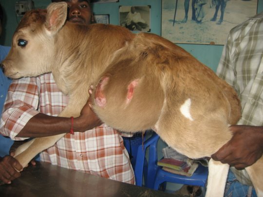 Rescue,Love,Save-1000's of Suffering Animals.India - GlobalGiving