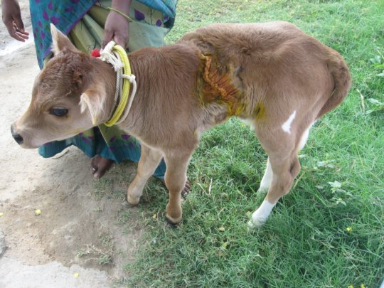 Rescue,Love,Save-1000's of Suffering Animals.India - GlobalGiving