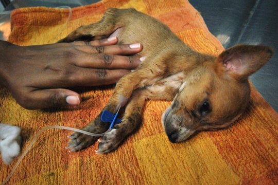 Rescue,Love,Save-1000's of Suffering Animals.India - GlobalGiving