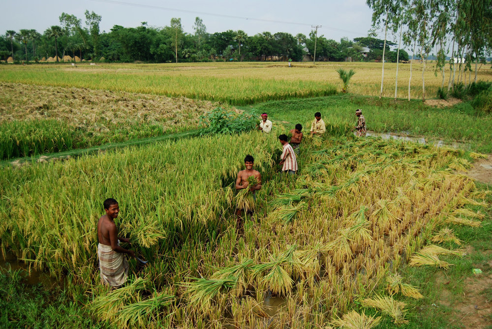 Prosperity Packages for Rural Bangladeshi Farmers - GlobalGiving