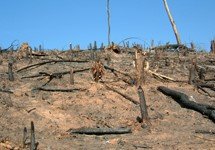Promote afforestation to improve climate change - GlobalGiving