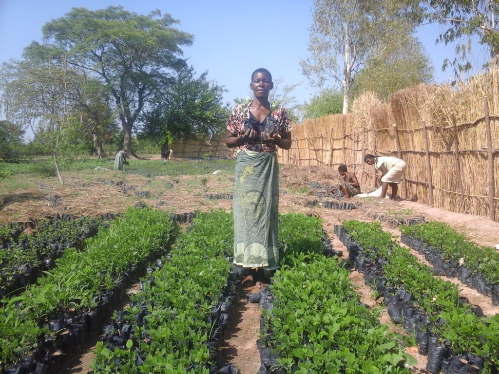 Promote afforestation to improve climate change - GlobalGiving