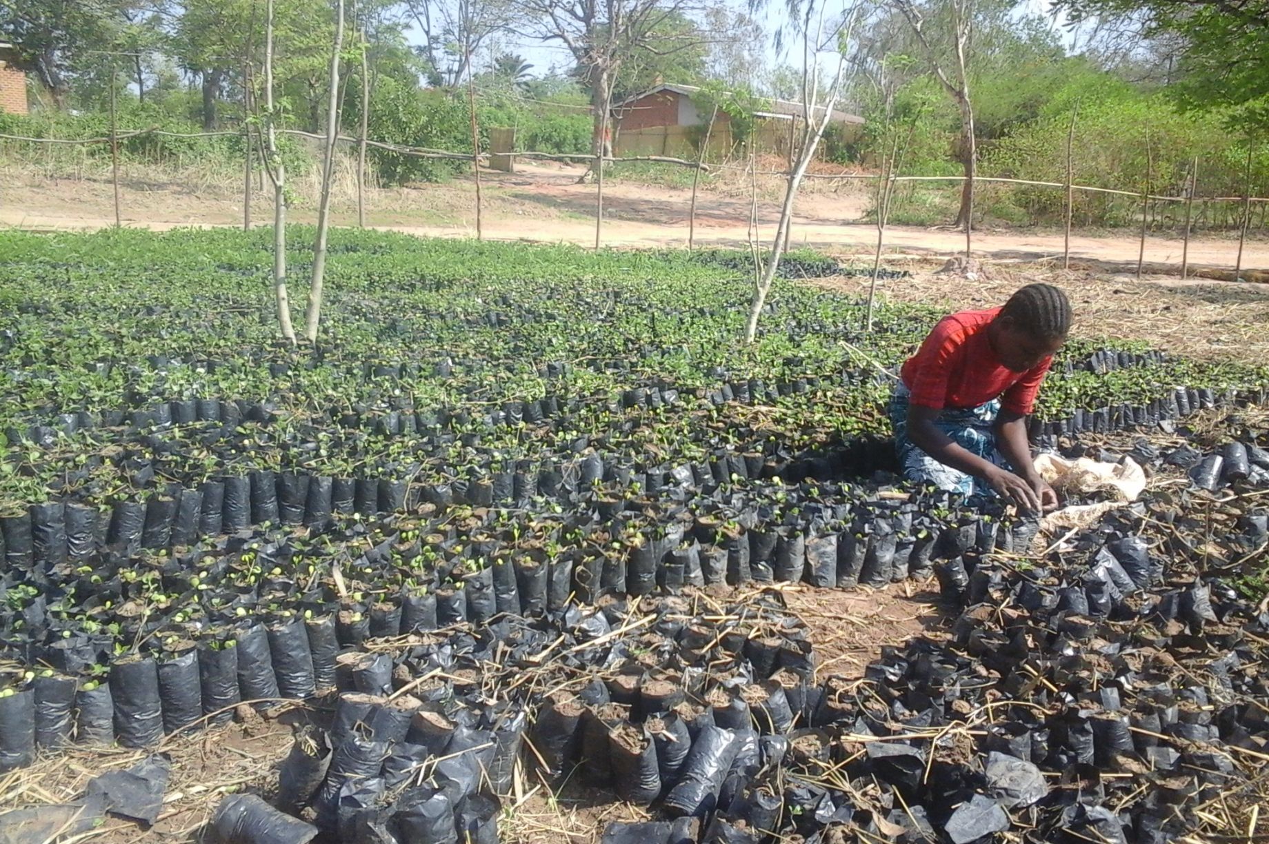 Promote afforestation to improve climate change - GlobalGiving