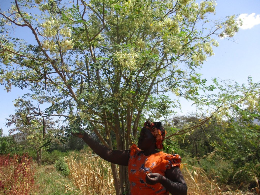 Photos from Moringa to support Kenyan farmers health & wealth ...