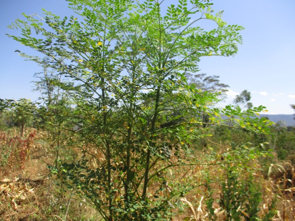 Photos from Moringa to support Kenyan farmers health & wealth ...