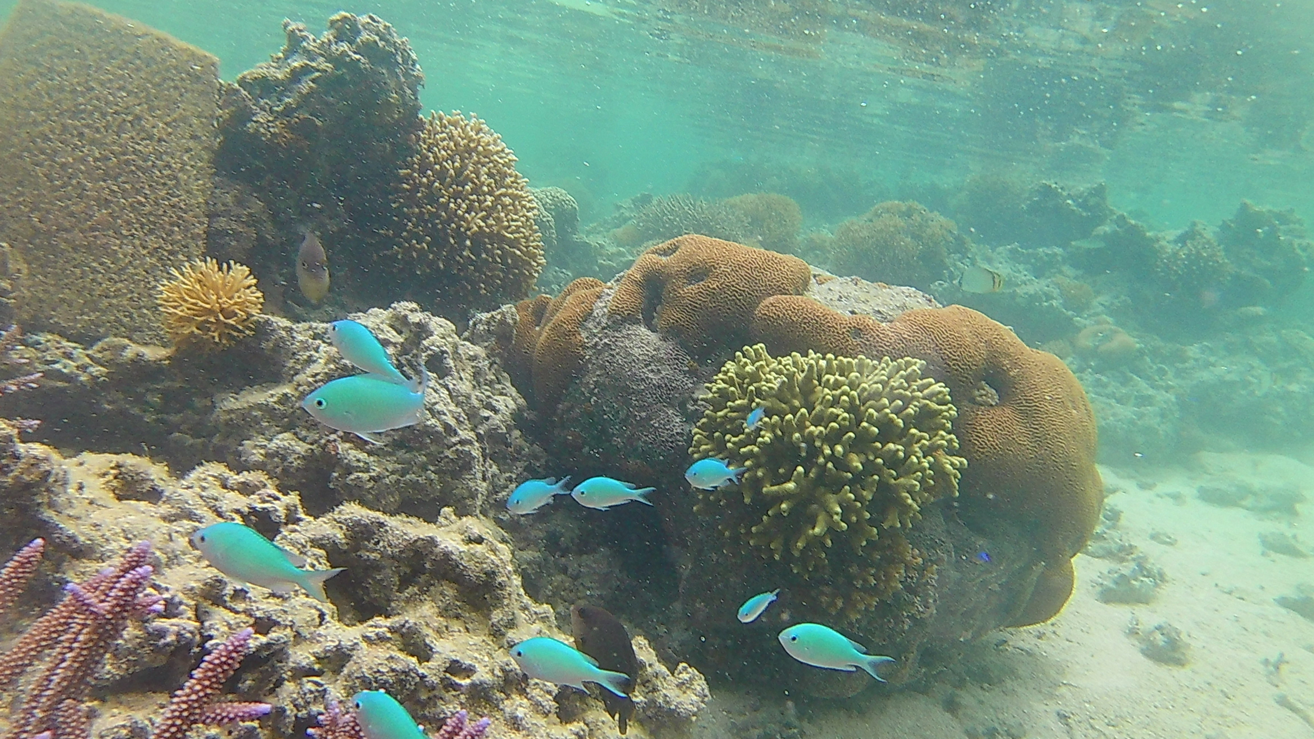 图片来自大规模珊瑚白化的紧急反应-全球捐赠 - 卡塔尔世界杯决赛投注