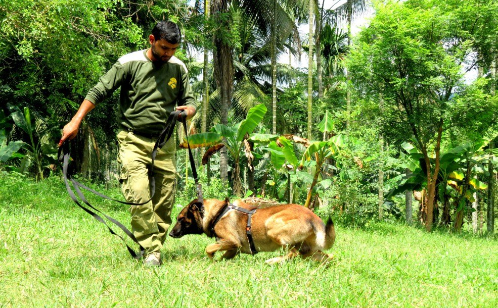New Anti-poaching dog for Assam - GlobalGiving