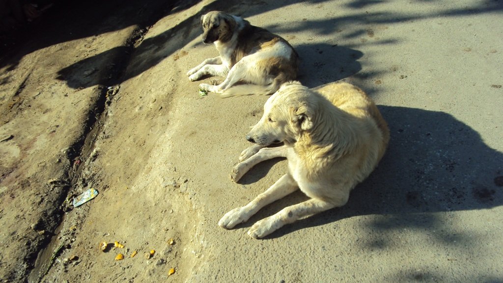 Save Life of 1,760 Street Dogs in Afghanistan - GlobalGiving