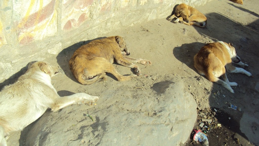 Save Life of 1,760 Street Dogs in Afghanistan - GlobalGiving