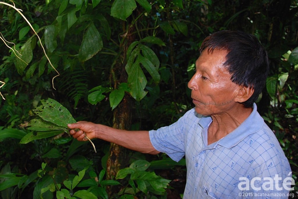 Sustaining Matses Indigenous Medicine - Phase II - GlobalGiving