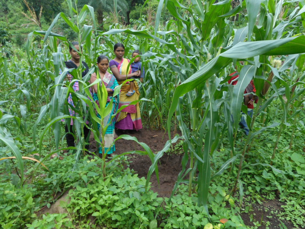 Livelihood for 5000 Indian women by horticulture. - GlobalGiving