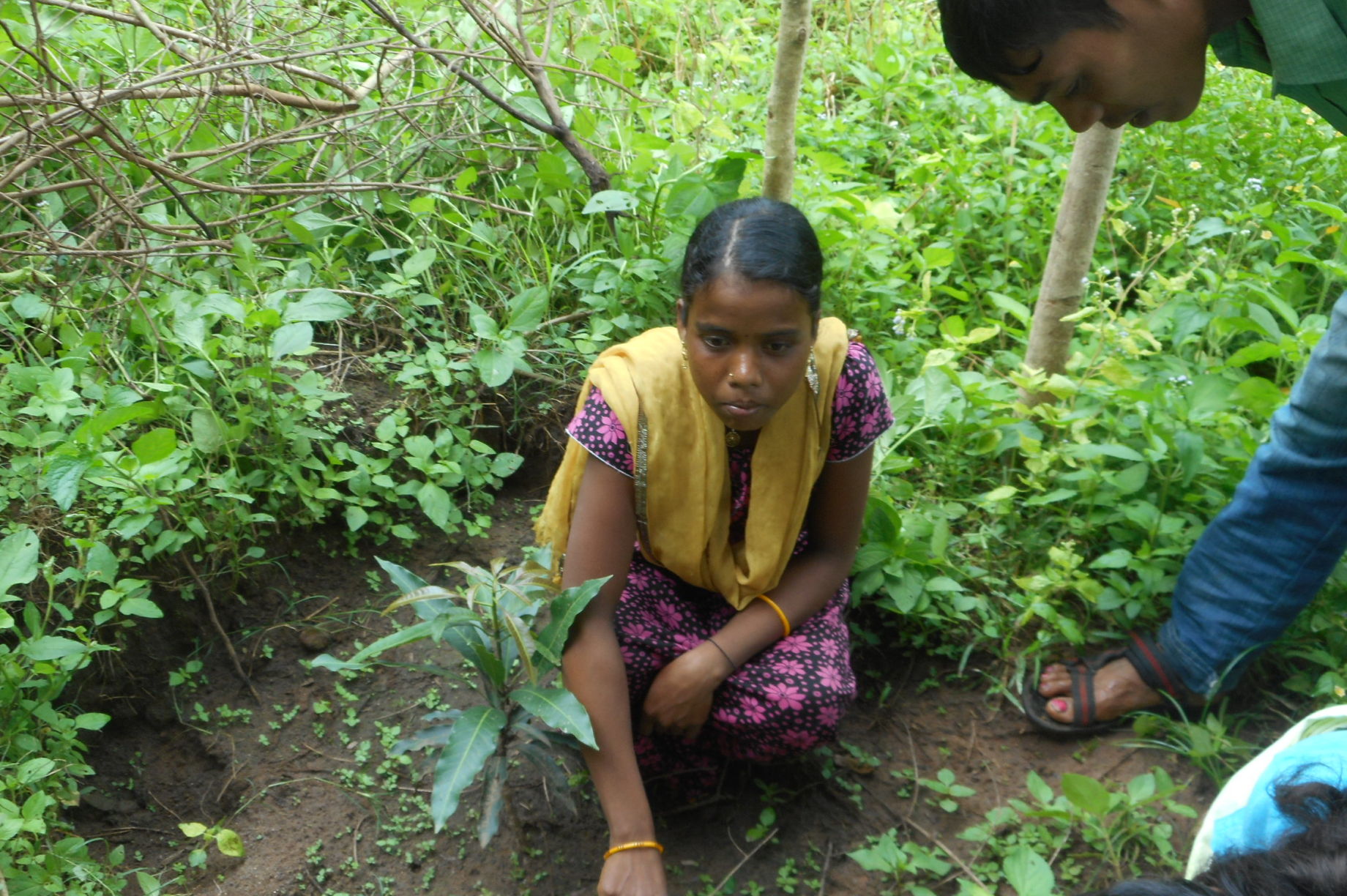 Livelihood for 5000 Indian women by horticulture. - GlobalGiving