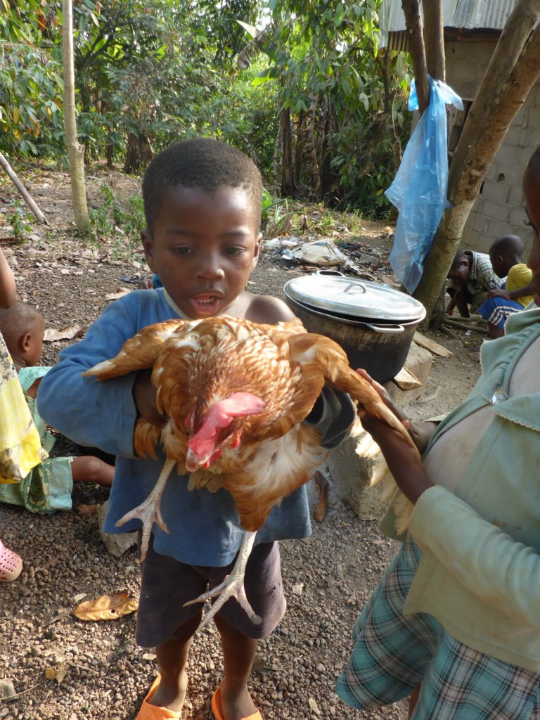 A Chicken Farm for 41 Orphans - GlobalGiving