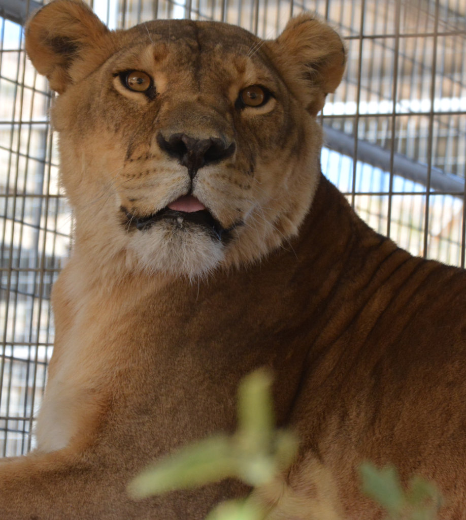Help Rescued Big Cats in Arizona - GlobalGiving