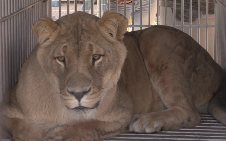 Help Rescued Big Cats in Arizona - GlobalGiving