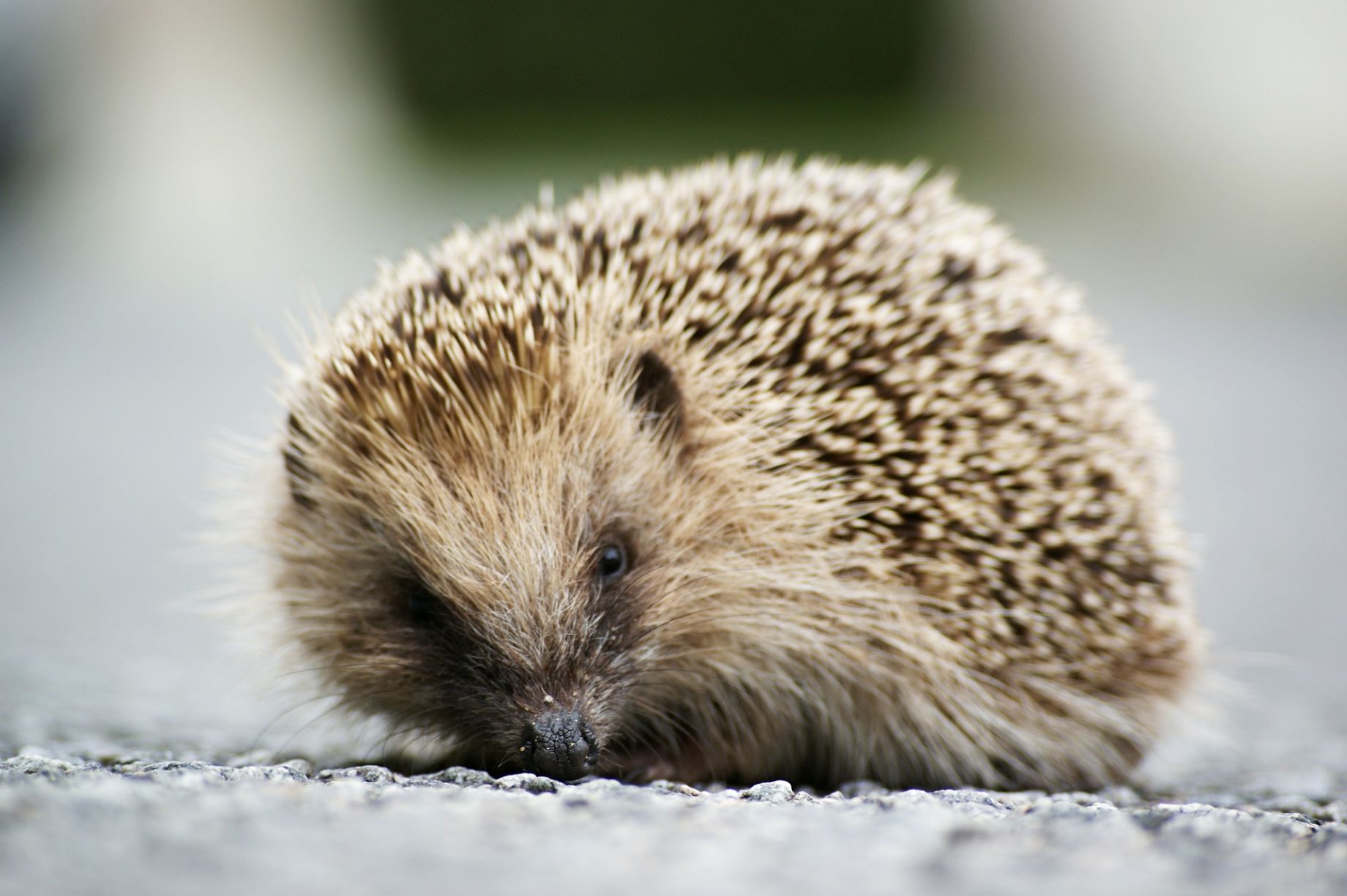 Help Save the Royal Hedgehogs! - GlobalGiving
