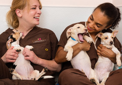 Donate to Help Bideawee's Homeless Pets - GlobalGiving