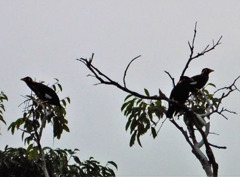 Saving the Symbol of Nias (Beo Nias) - GlobalGiving