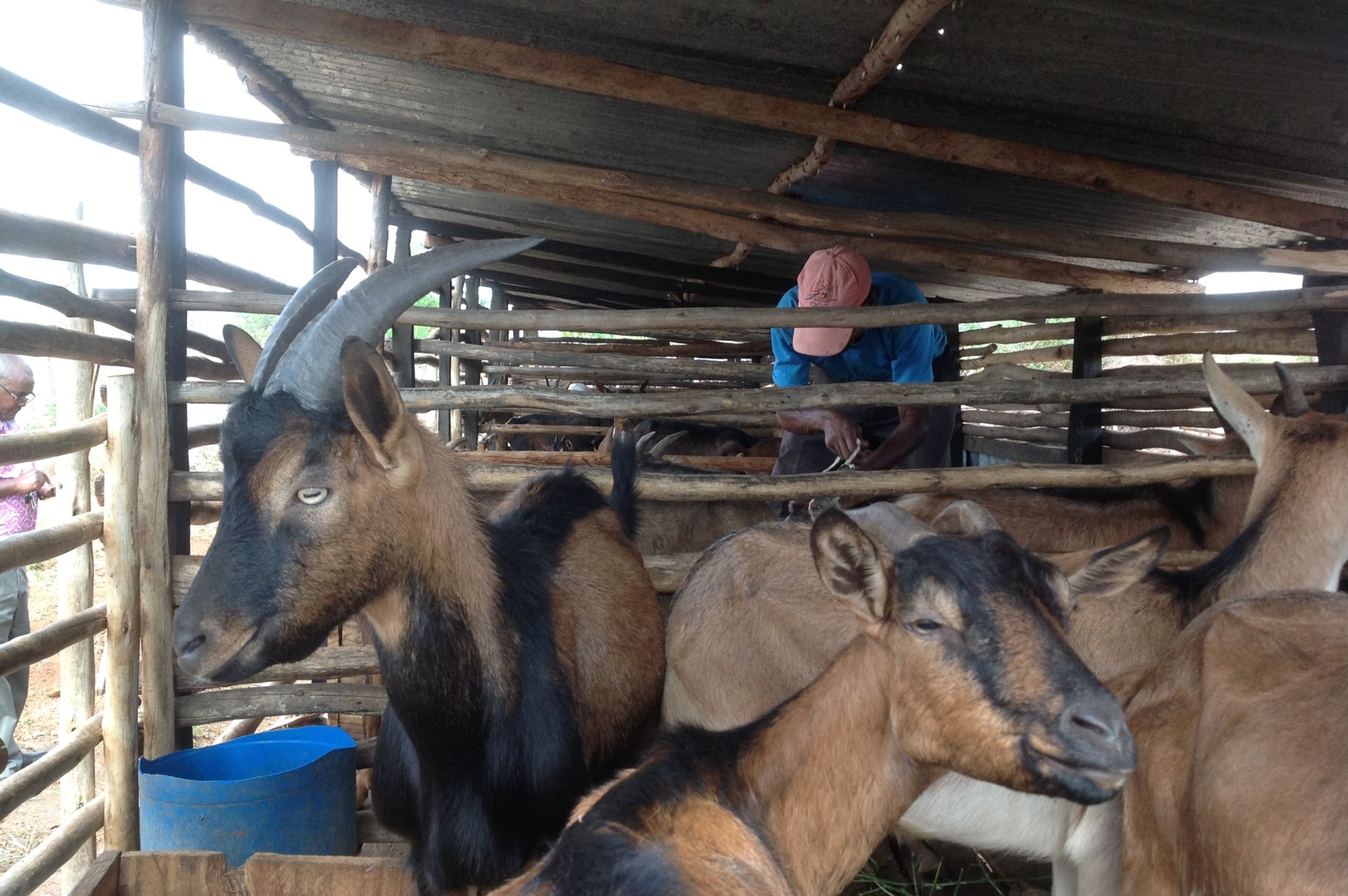 Support Widows Dairy Goats Project in Kitui, Kenya - GlobalGiving
