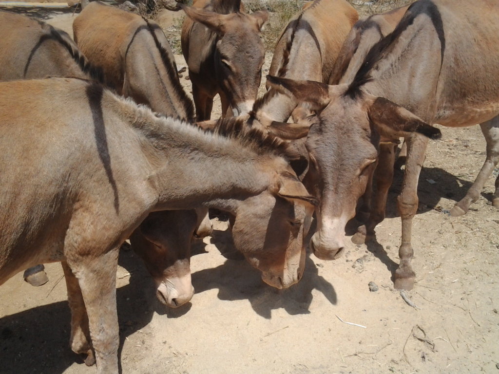 Build Water Stations for the Donkeys - GlobalGiving