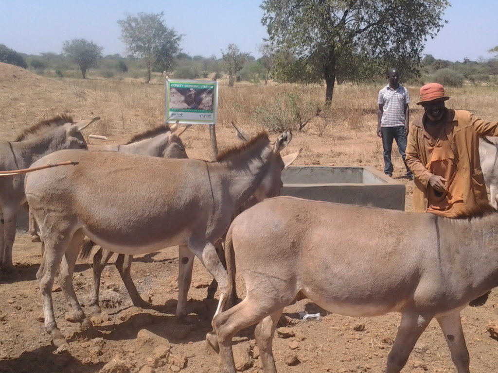 Build Water Stations for the Donkeys - GlobalGiving