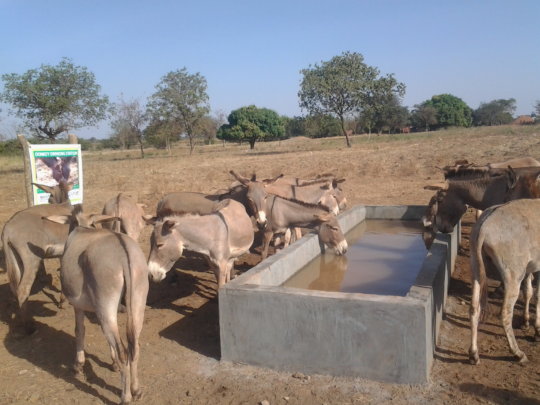 Build Water Stations for the Donkeys - GlobalGiving