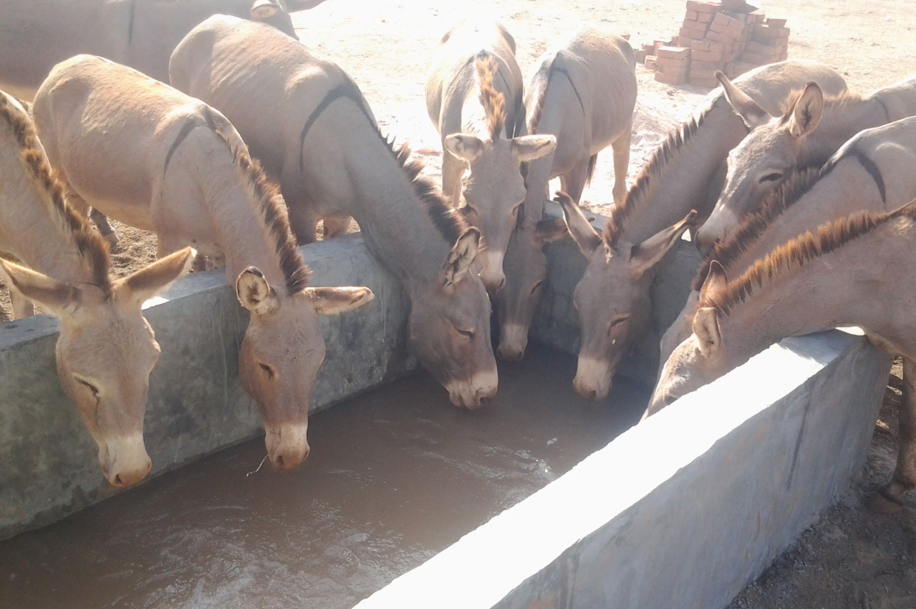 Build Water Stations for the Donkeys - GlobalGiving