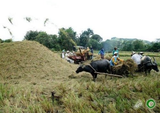 500 Farmers Go Organic Farming-Philippines - GlobalGiving