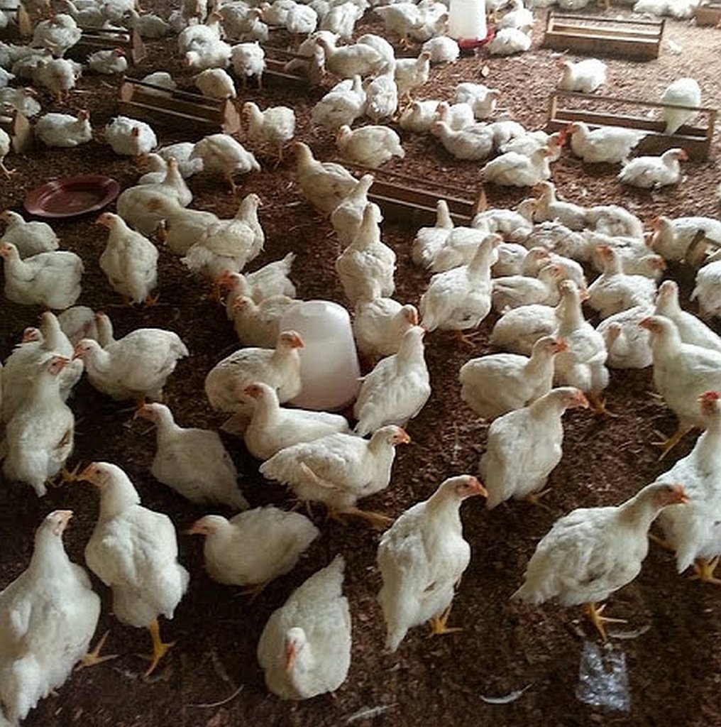 Poultry of 500 Chicken Providing a 3-Fold Benefit - GlobalGiving