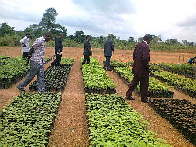 green communities project-reforestation - GlobalGiving