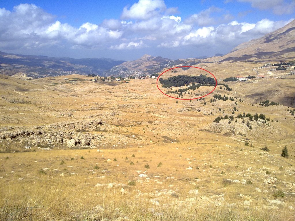 Adopt a Cedar tree: help Lebanon - GlobalGiving