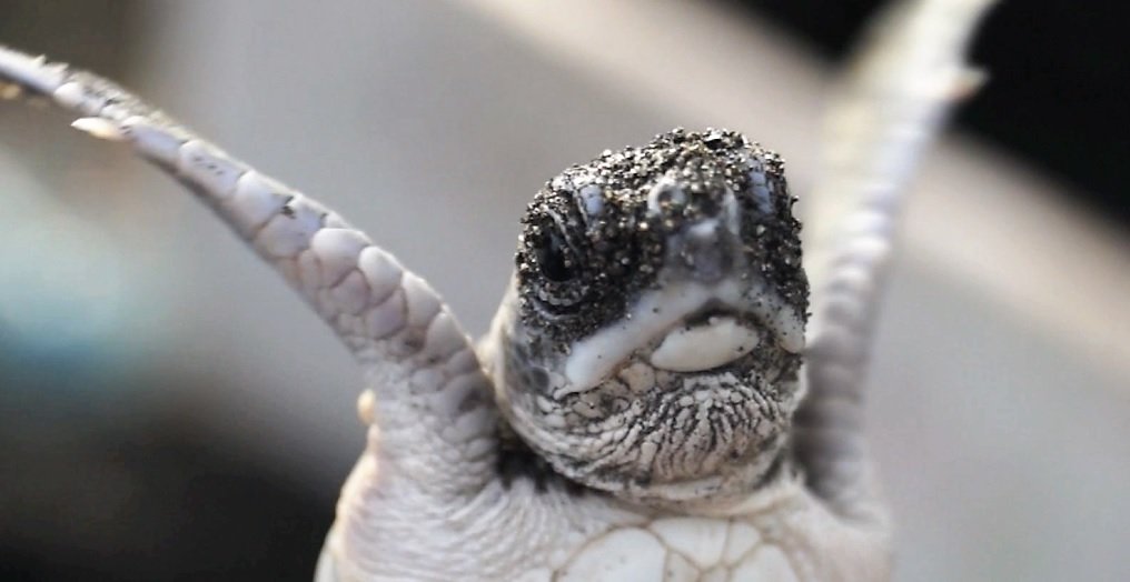 Protect endangered sea turtles in Costa Rica - GlobalGiving