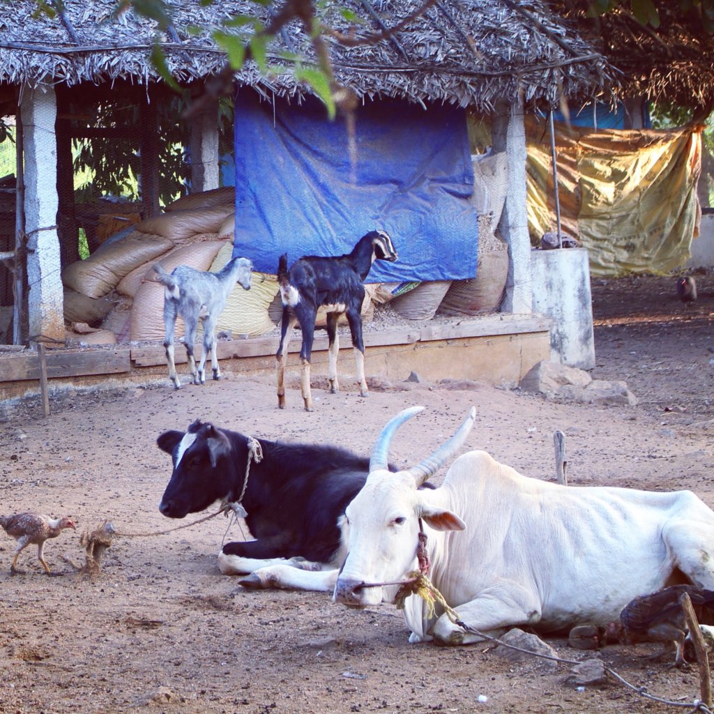 Sustainable Farming to Support Tamil Nadu Children - GlobalGiving Sustainable Farming to Support Tamil Nadu Children - GlobalGiving