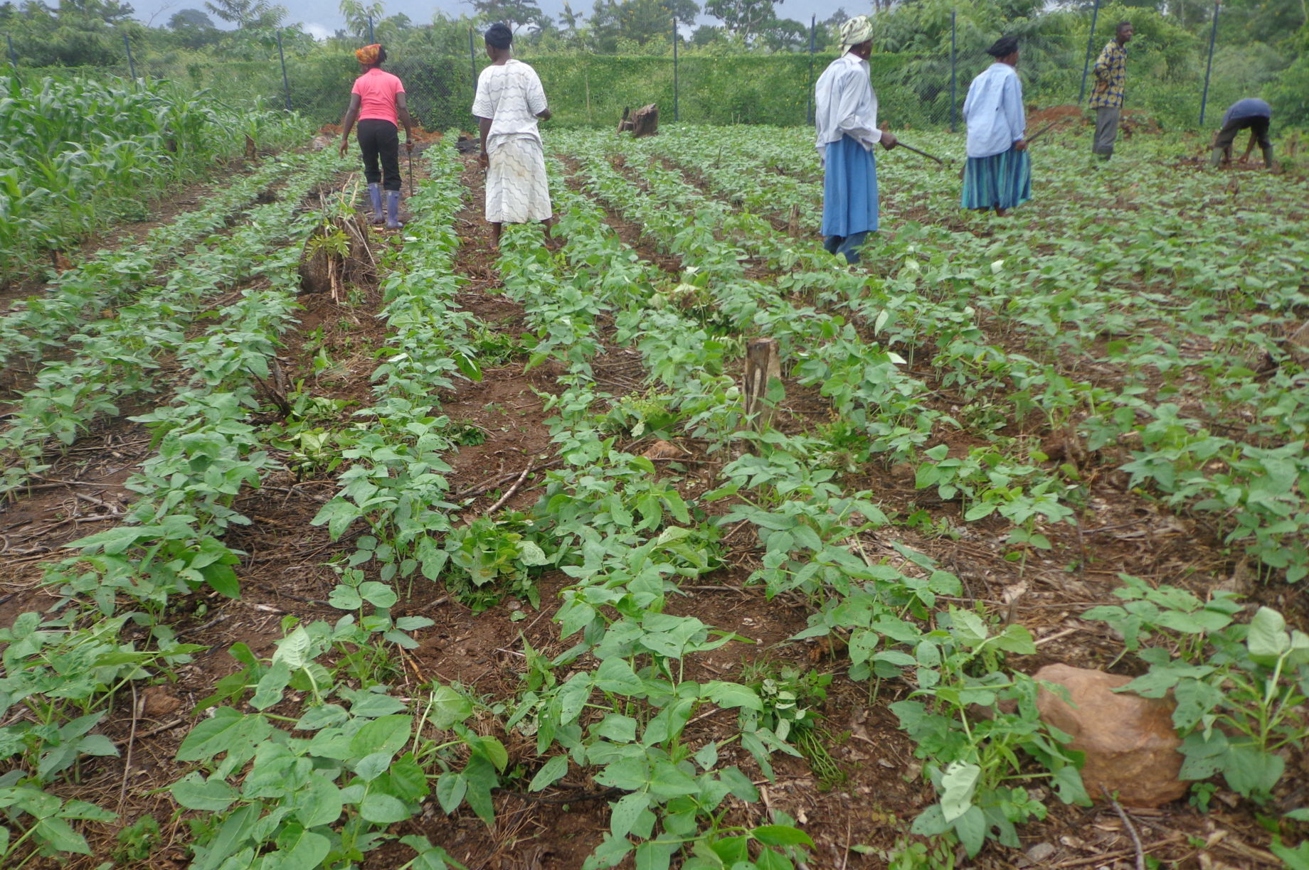 Promoting Organic Food Production & Nutrition - GlobalGiving