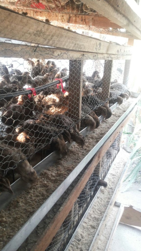 Empower 100 Less Privileged Women in Zimbabwe - GlobalGiving