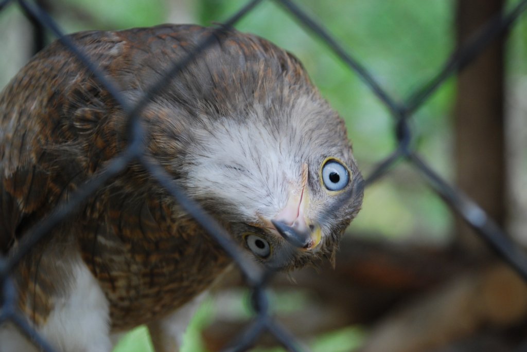 Help Build a Free Flight Aviary for Rescued Birds - GlobalGiving