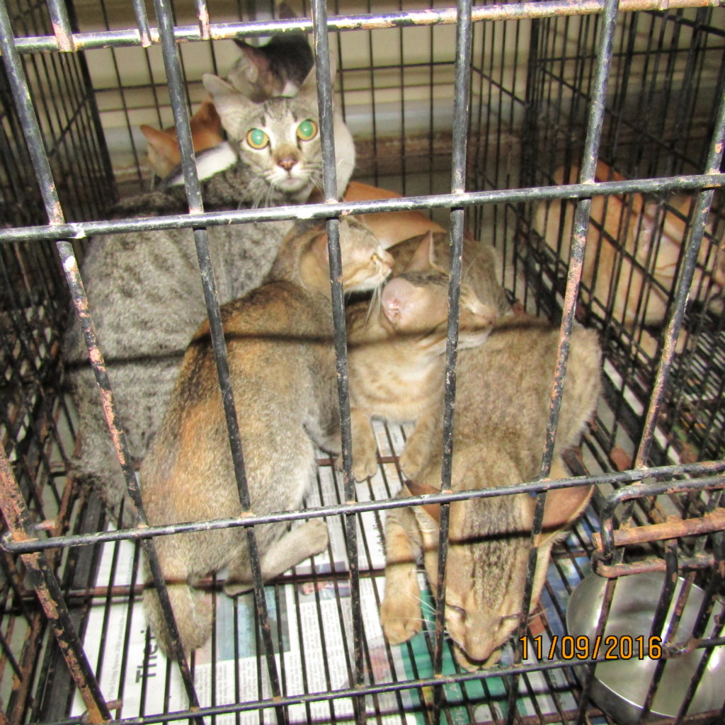 Help 38 Cats Rescued from the Cat Meat Trade - GlobalGiving