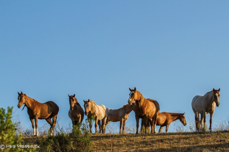 Build a Hay cover for 300-Plus Wild Horses, Burros - GlobalGiving