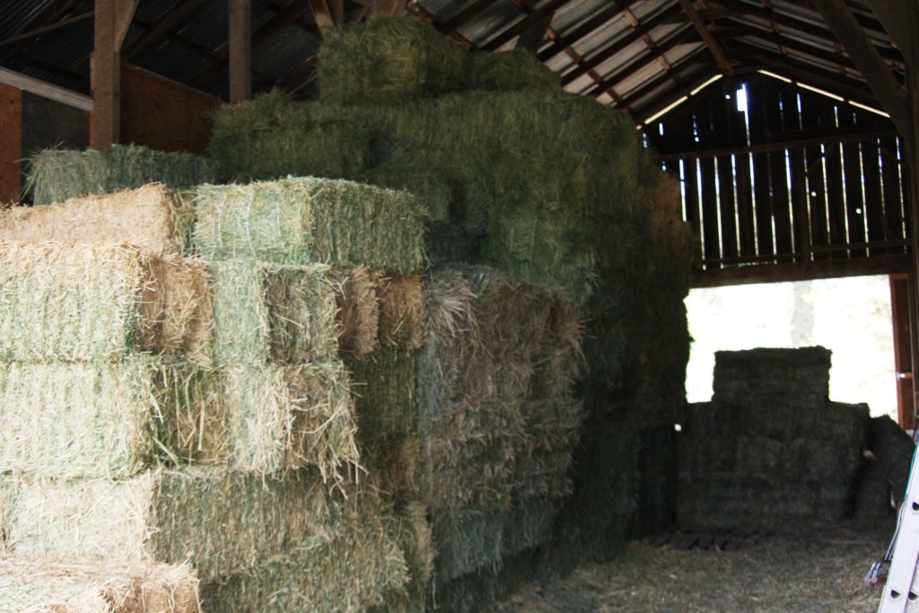 Build a Hay cover for 300-Plus Wild Horses, Burros - GlobalGiving