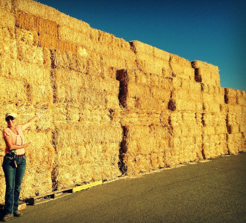Build a Hay cover for 300-Plus Wild Horses, Burros - GlobalGiving