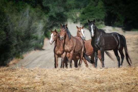 Build a Hay cover for 300-Plus Wild Horses, Burros - GlobalGiving