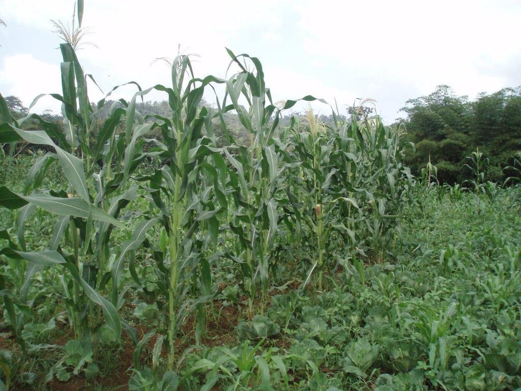 Protect and Invest in Farmers from Ghana - GlobalGiving