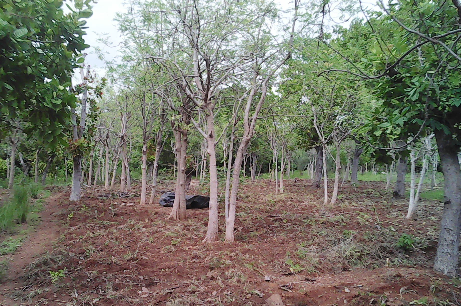 Improving Livelihoods through Sustainable Forests - GlobalGiving