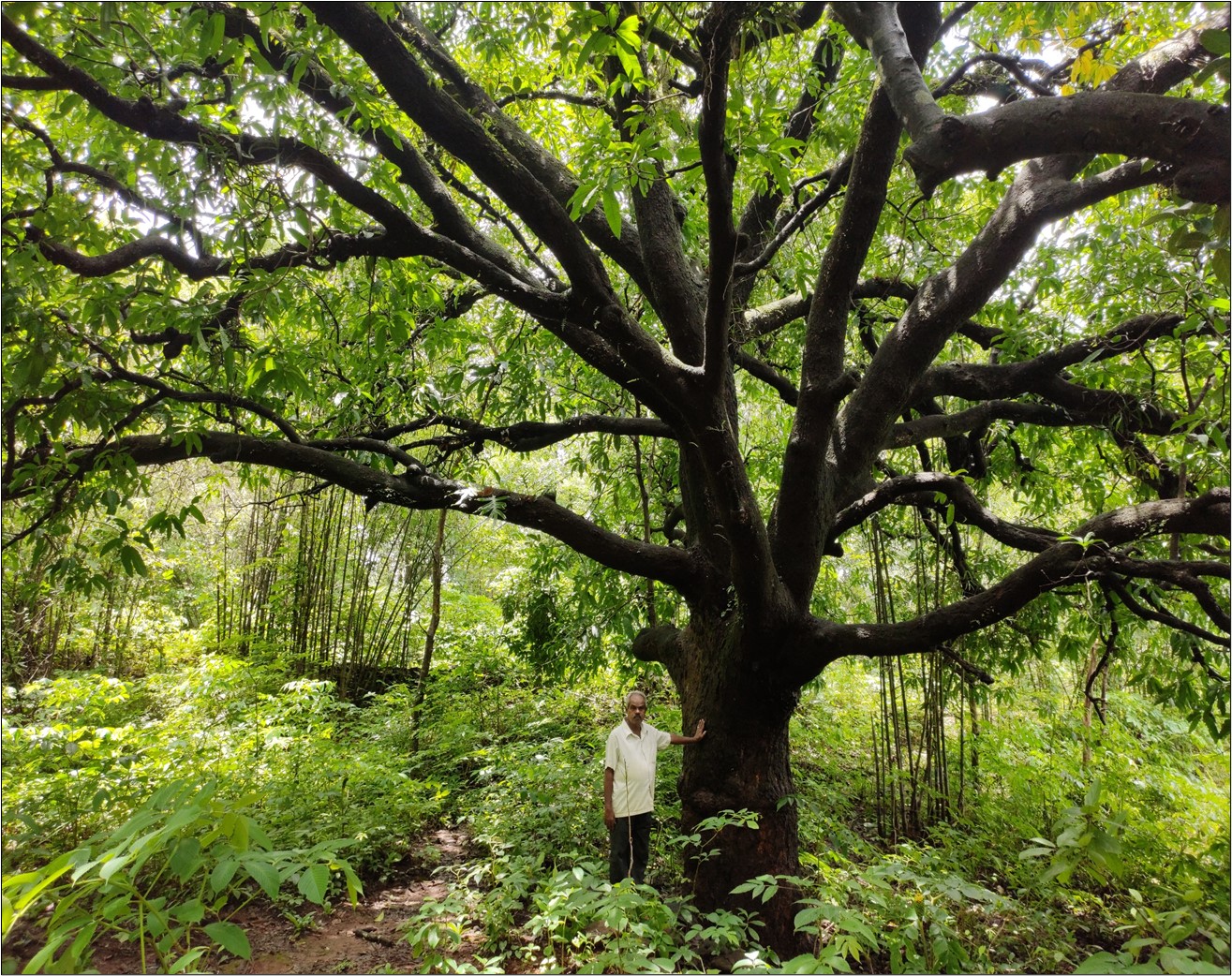 Photos from Giant Trees for Climate Change Mitigation in India ...