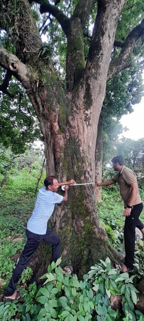 Photos from Giant Trees for Climate Change Mitigation in India ...