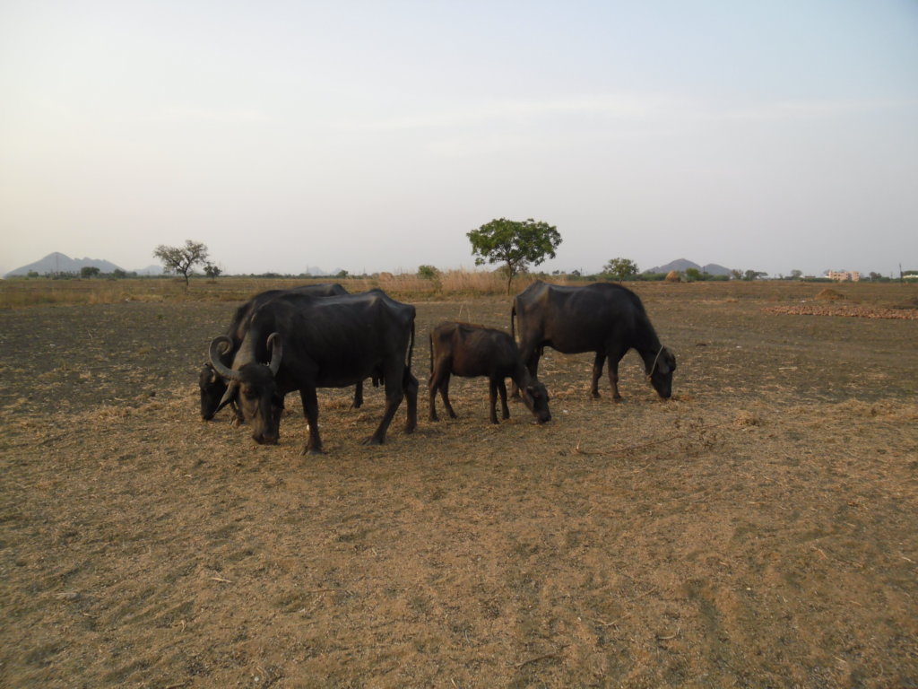 Donate to Livestock, Livelihood and Environment Conservation - GlobalGiving