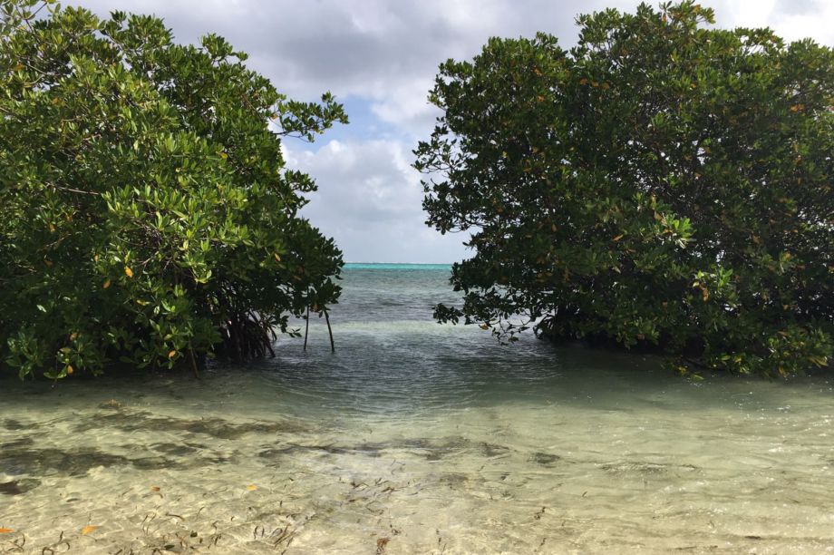 Slow Climate Change - Protect Cayman's Mangroves - GlobalGiving